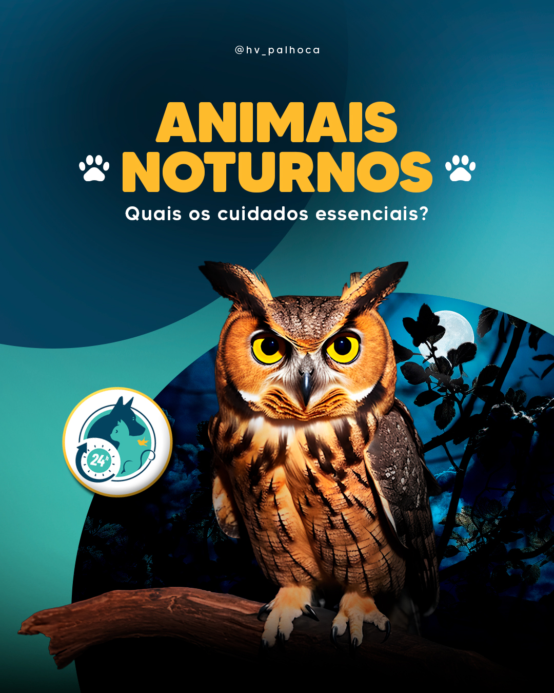 Animais Noturnos - Hospital Veterinário Palhoça